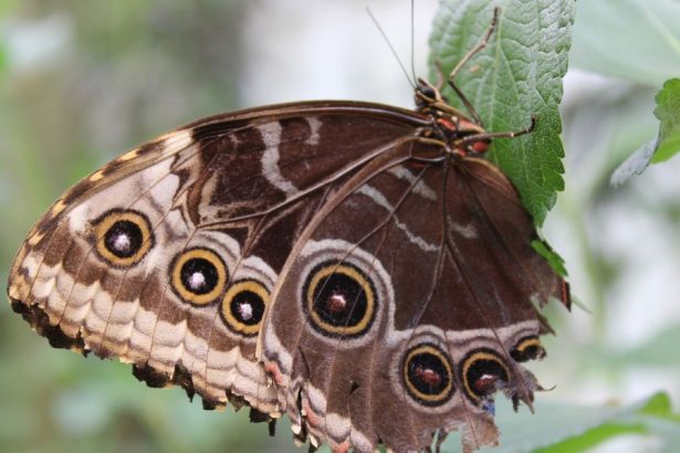 Rebecca’s Vlinder – Hetvlinderhuys.nl